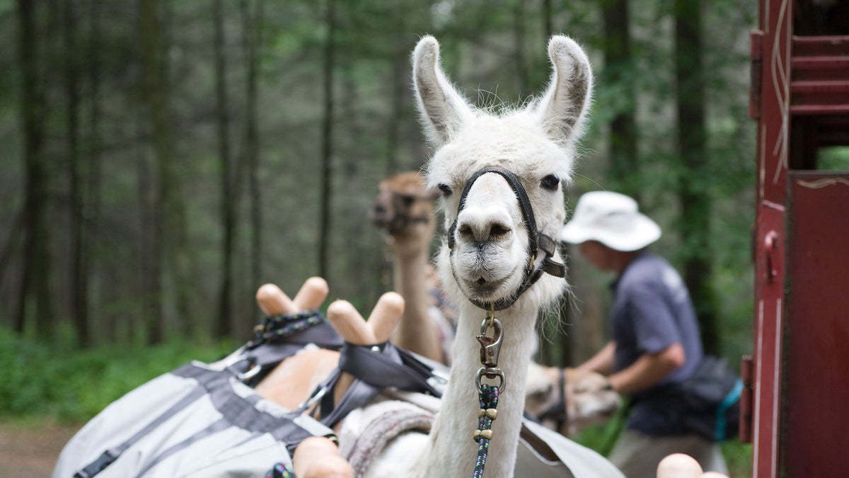 Great Smoky Mountains Lodge Kitchen Supplied by Llama Train