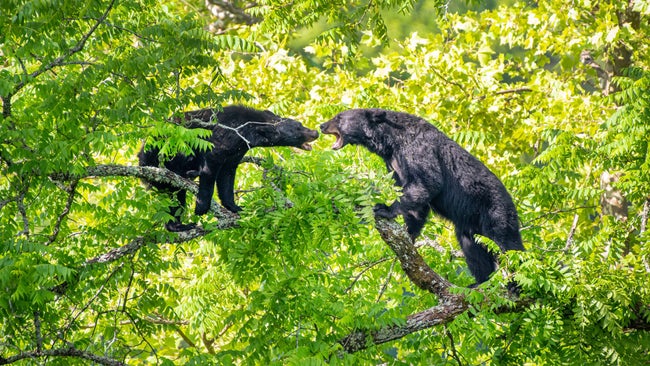 Great Smoky Mountains National Park - Explore the Smokies