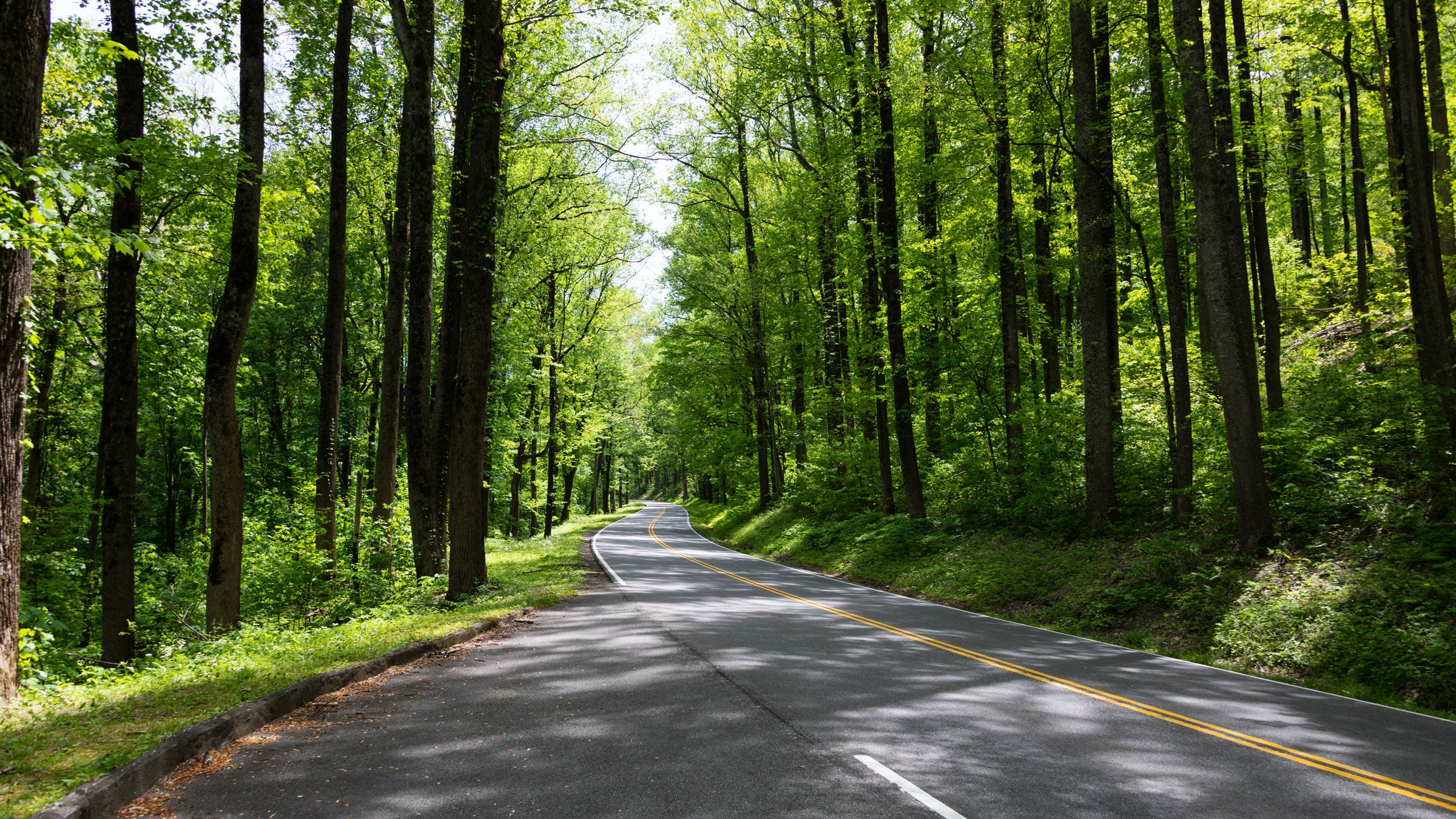 Newfound Gap Road: A Stunning Great Smoky Scenic Drive